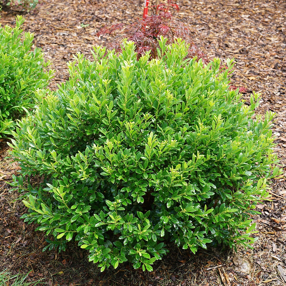 Ilex Glabra Color Choice Strongbox Inkberry Holly Siteone Us